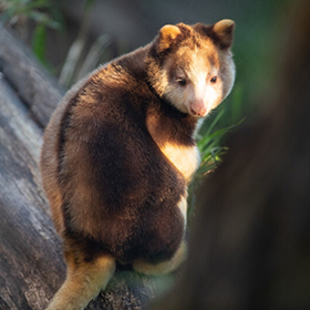 Home - Tree Kangaroo Conservation Program